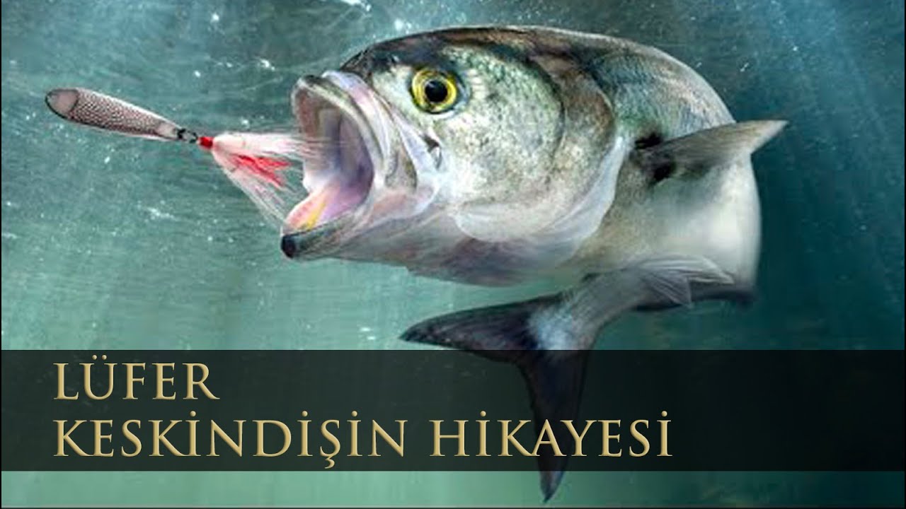 Keskin Dişin Hikayesi "LÜFER" (Belgesel Teaser) - YouTube