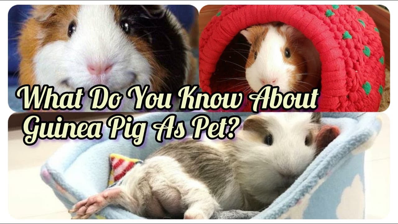 Before Getting a Pet Cuddly Fun Guinea Pig, A Must To Watch This ...