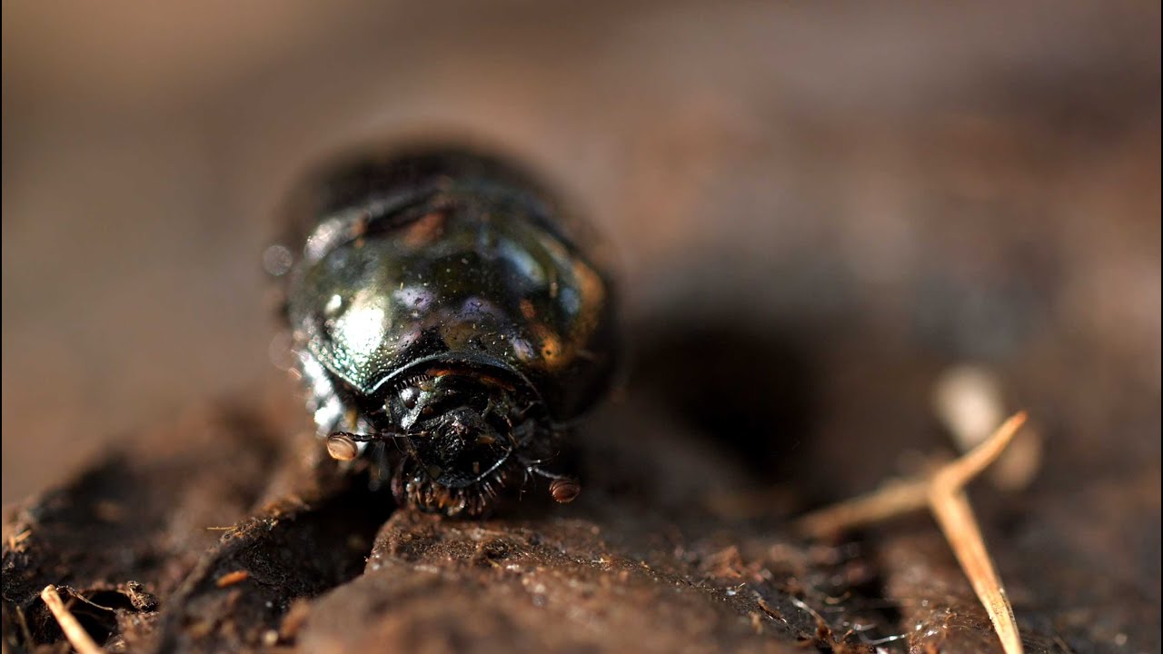 Connaître les bousiers - YouTube