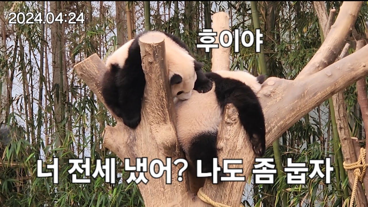 첫순서 입장 관람재미💯 루이의 혀and손and발and궁둥이 얹기 다 동원 자리 뺏기 과연 성공실패아이바오 기분 굿루이후이아이바오판다월드 Youtube