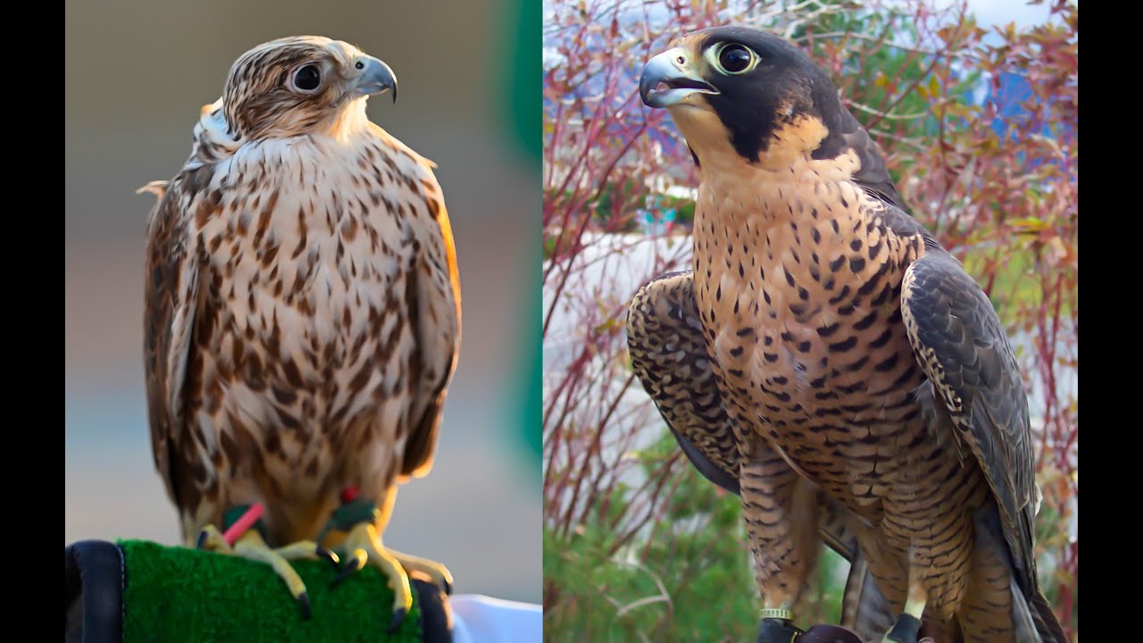 Falconry: Saker falcon vs Peregrine falcon - YouTube