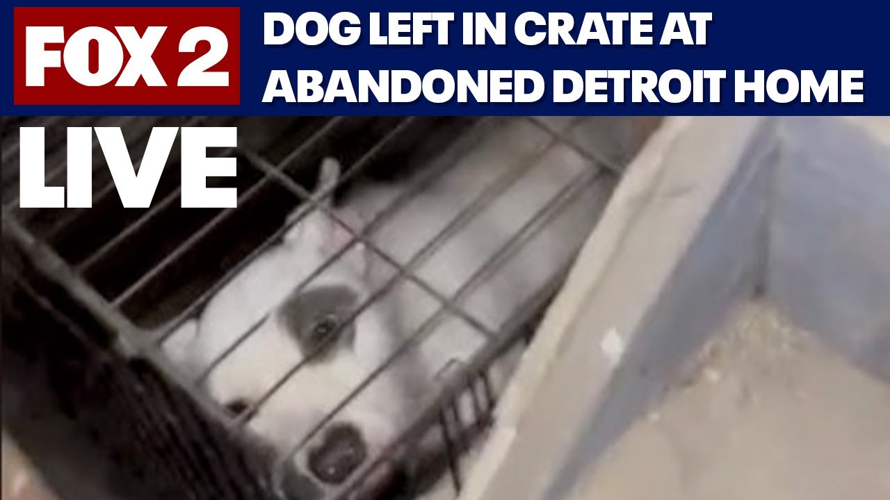 Detroit dog found in vacant home in Detroit - YouTube