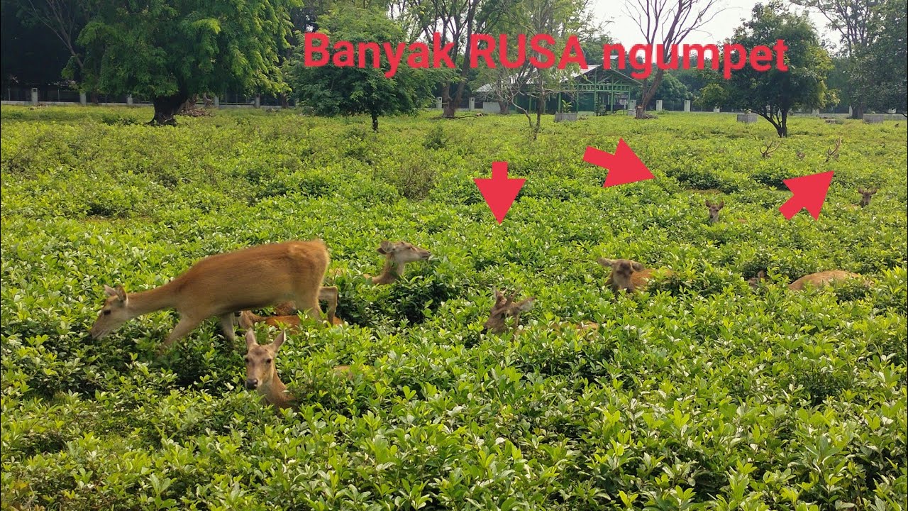 Taman Rusa di Bumi Patra - YouTube