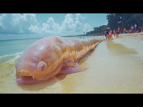 Stranded Deep Sea Creature Series - 25 🐙 🦑 🦐 🦀 #fishingexploration #deepseafishing