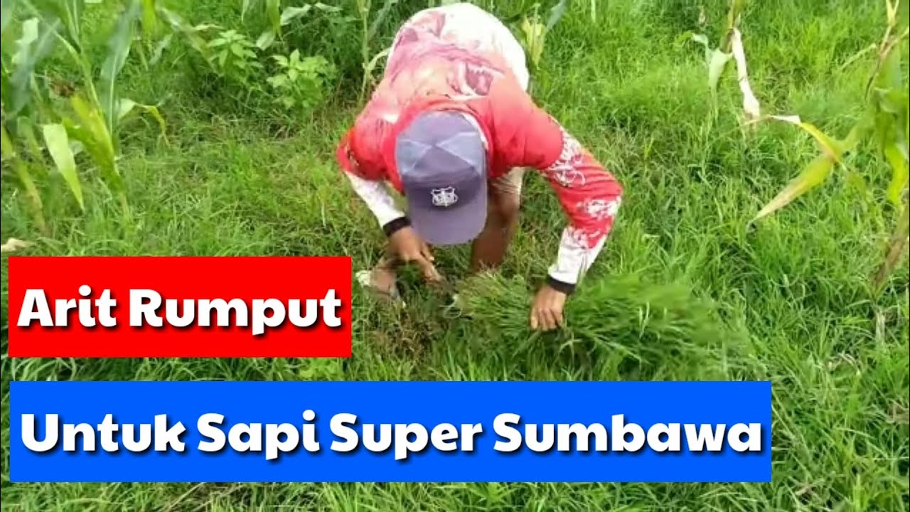 Potong Rumput Untuk Ternak Sapi Super Sumbawa - YouTube
