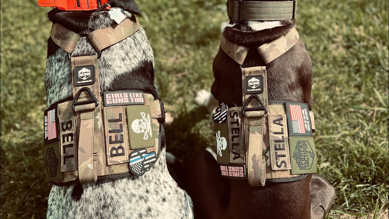 Bell & Stellas new tactipup harnesses ! - YouTube