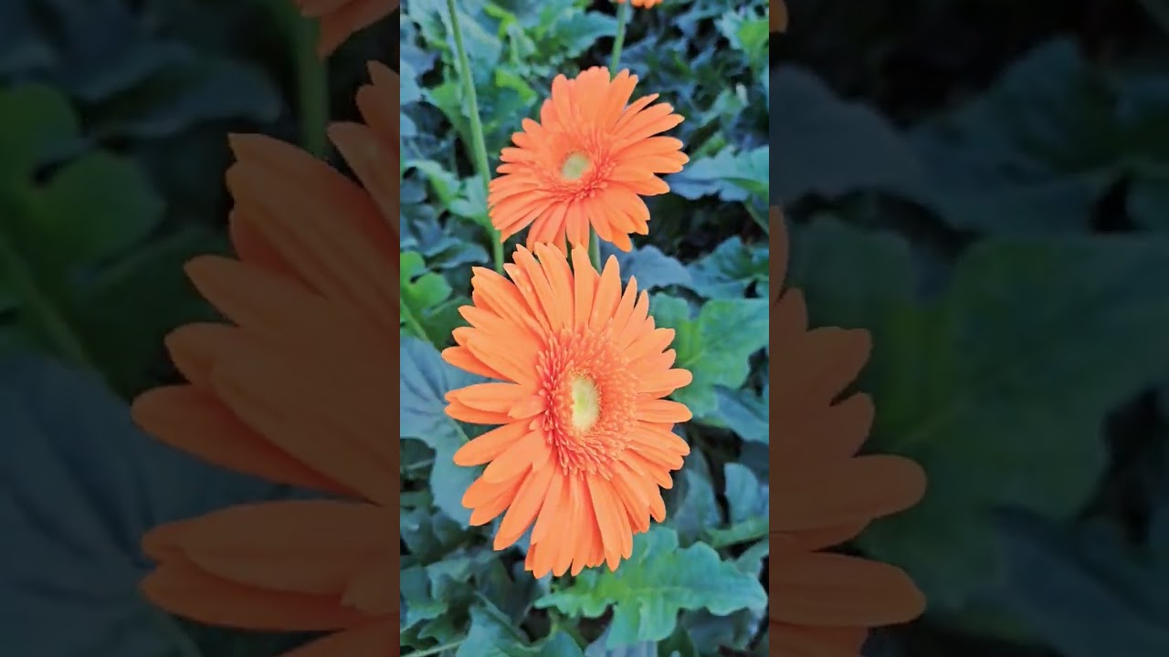 Gerbera Cultivation in Polyhouse... Floriculture field View....The ...