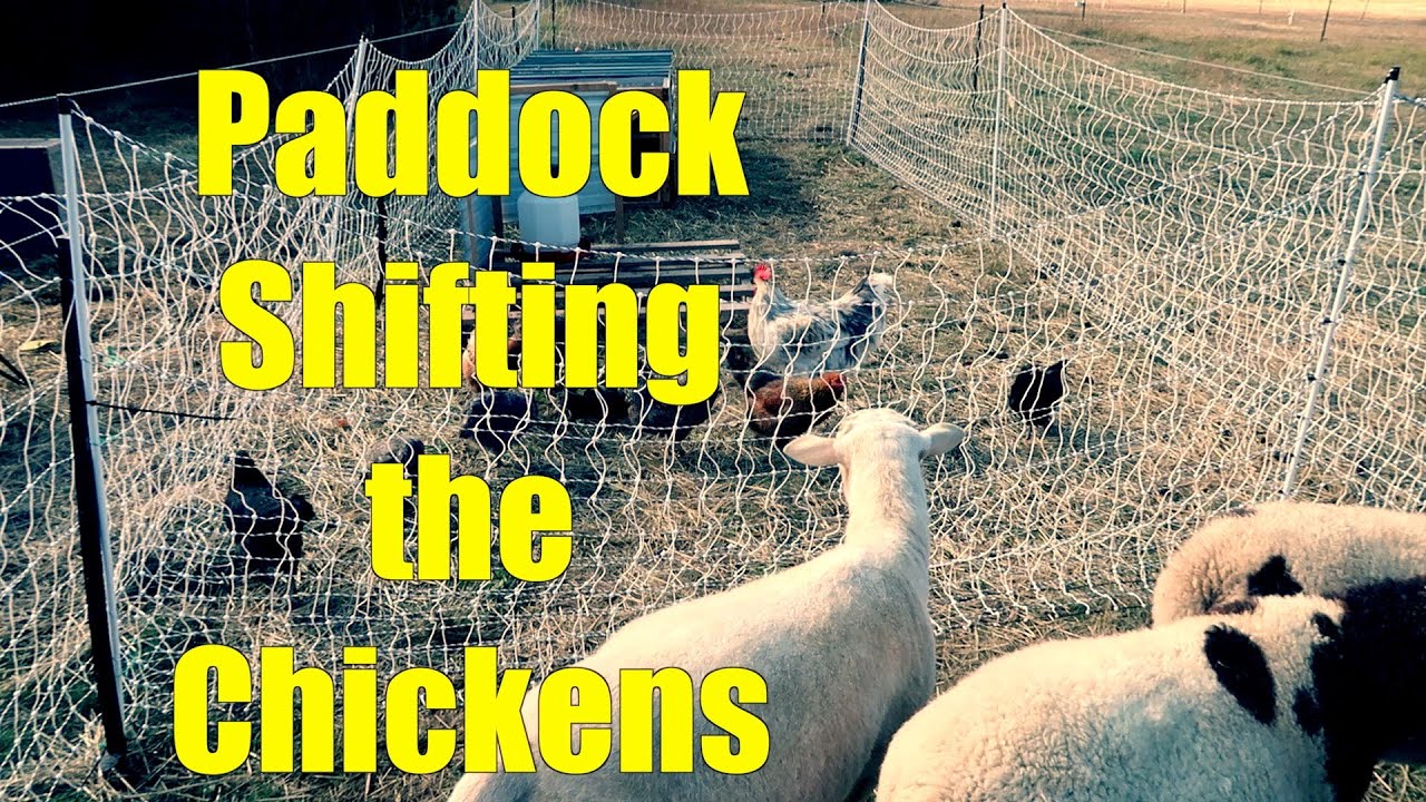 Paddock Shifting the Chickens - YouTube