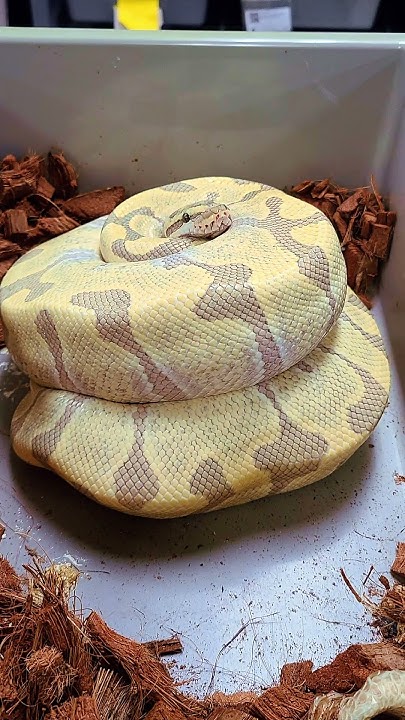 Not done yet! Clutch 21, 22 & 23 #ballpython #reptiles #python #snake # ...