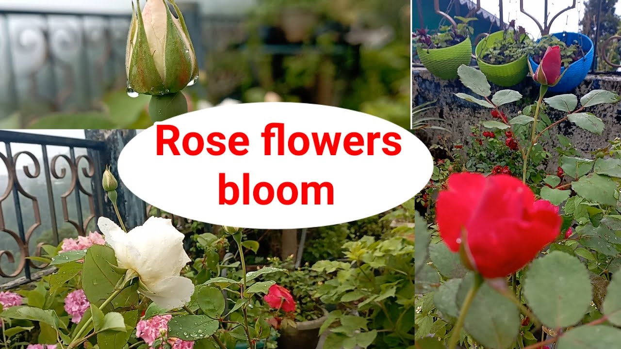 Rose flowers plant blooming in nepali ||👌 - YouTube
