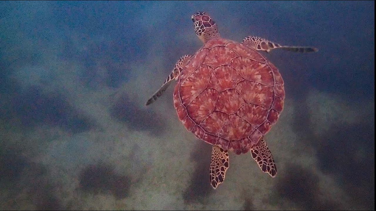 Snorkeling San Juan Puerto Rico for Trópica Fish & Green Sea Turtles ...