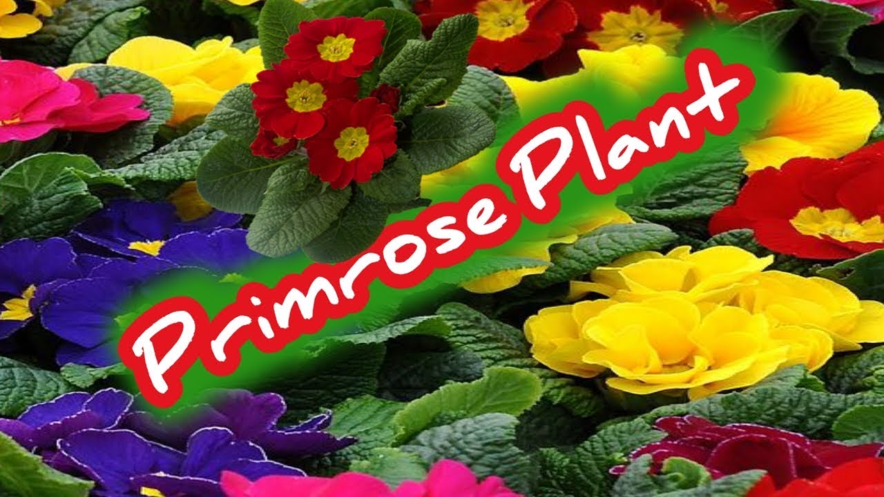 Primrose || How to grow and care of primrose plant || Primula plant ...