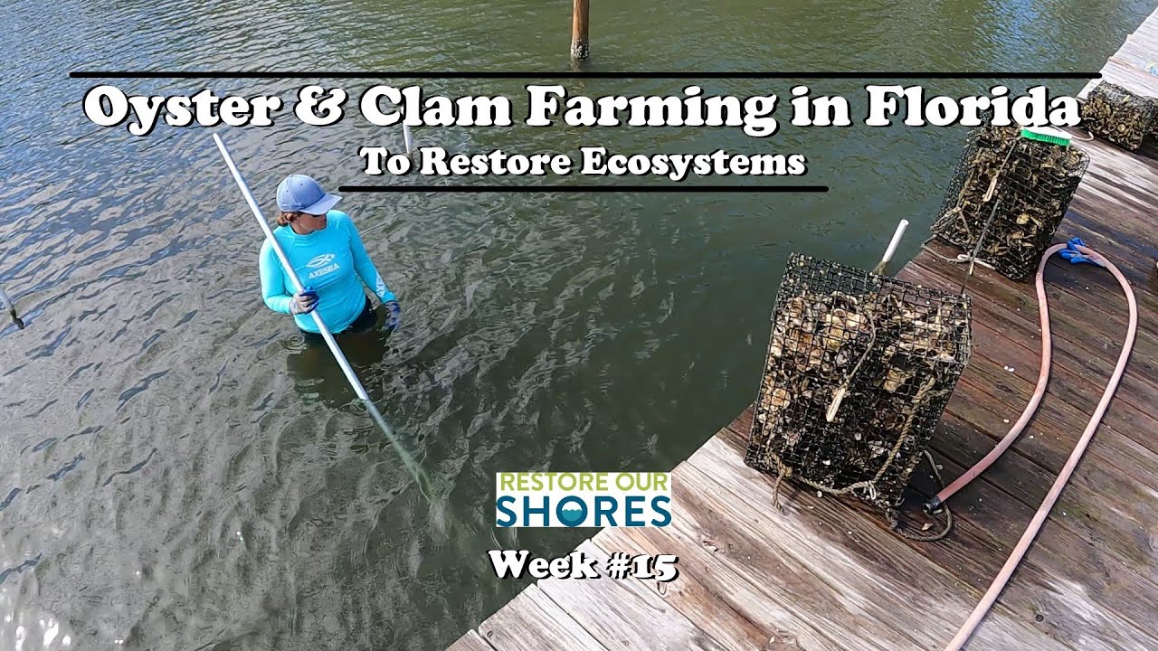 Oyster and Clam Farming in Florida to Restore Ecosystems | Week 15 ...