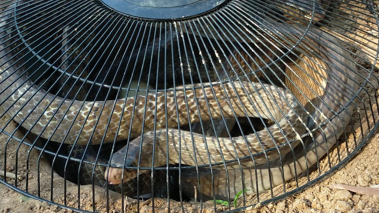 Presum electric fan for constructing innovative snake traps - YouTube