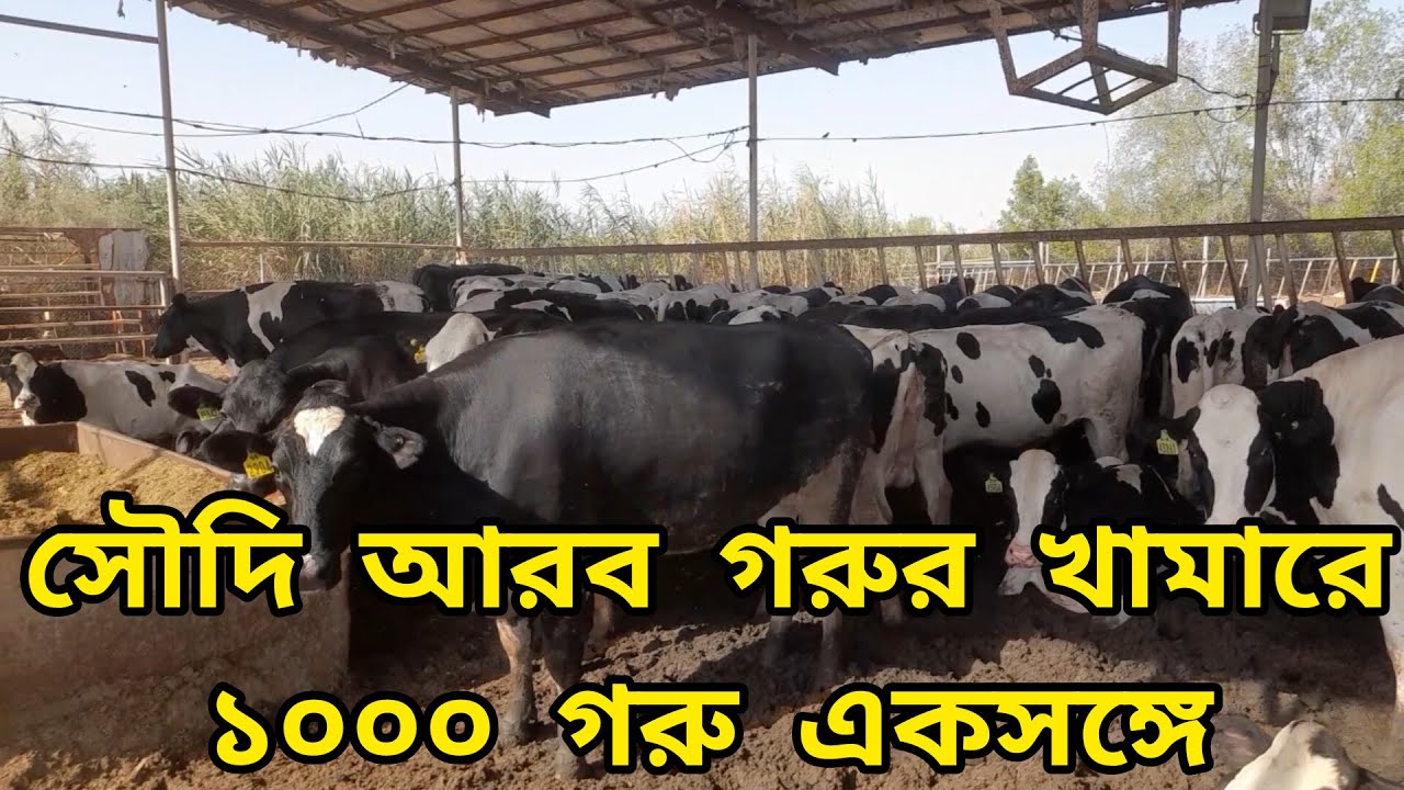 সৌদি আরব গরুর খামারে 1000 গরু একসঙ্গে 🐄🐄🐄।Saudi Arab|cow farming|blog ...