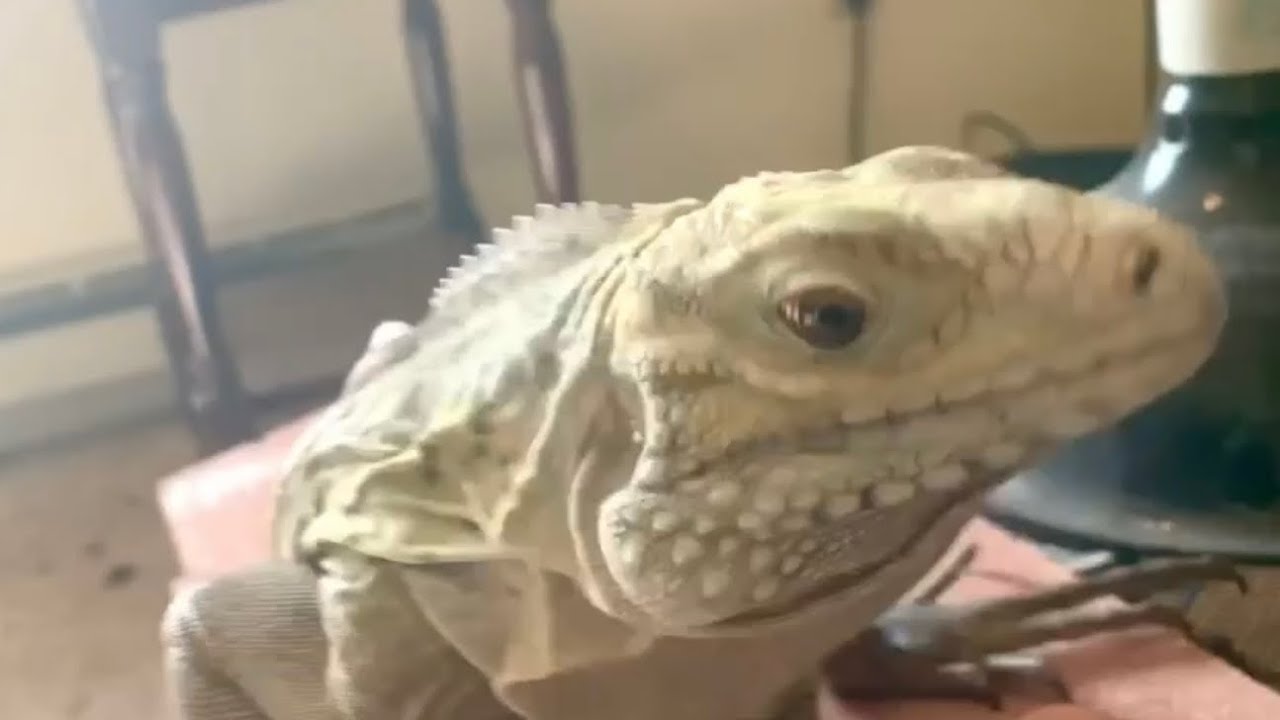 Dragon Tries To Eat Camera - YouTube