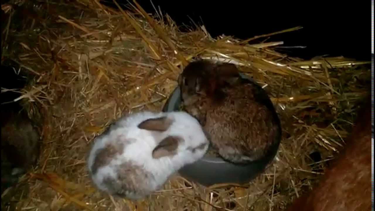 Les lapereaux de Leïla (20 jours) - YouTube