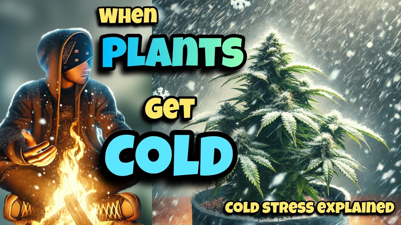 Cold Stress on Cannabis Plants: What Happens When Temperatures Drop ...
