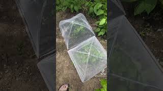 Mesh Dome Plant Cover https://geni.us/2j2h95I
