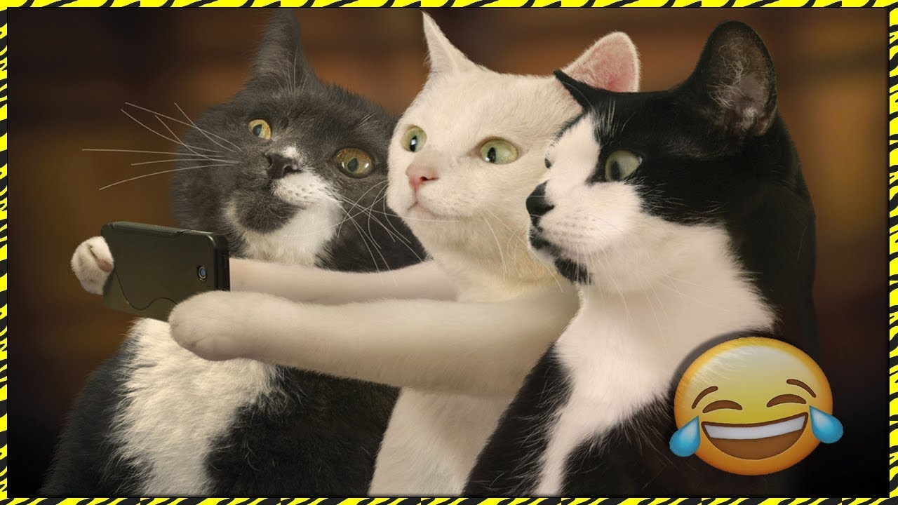 6 MINUTOS E 5 SEGUNDOS DE GATOS ENGRAÇADOS! [ PARA RIR E SE DIVERTIR ...