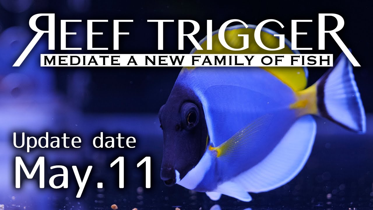 スリランカ/パウダーブルータン Mサイズ[F0511-1]REEF-TRIGGER - YouTube