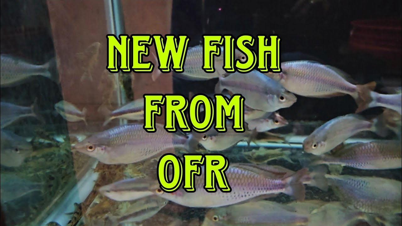 New Fish from OFR - YouTube