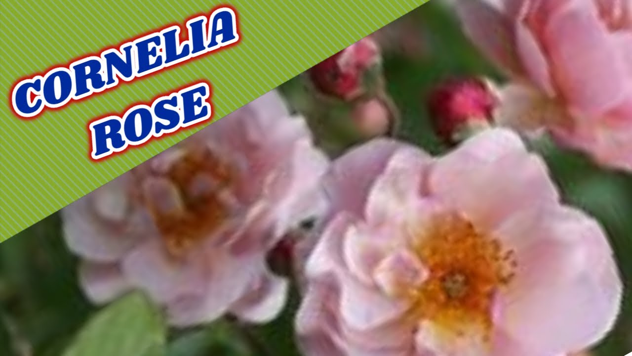 Cornelia Rose / Best Rose for Border Plantation / #Roses / # ...