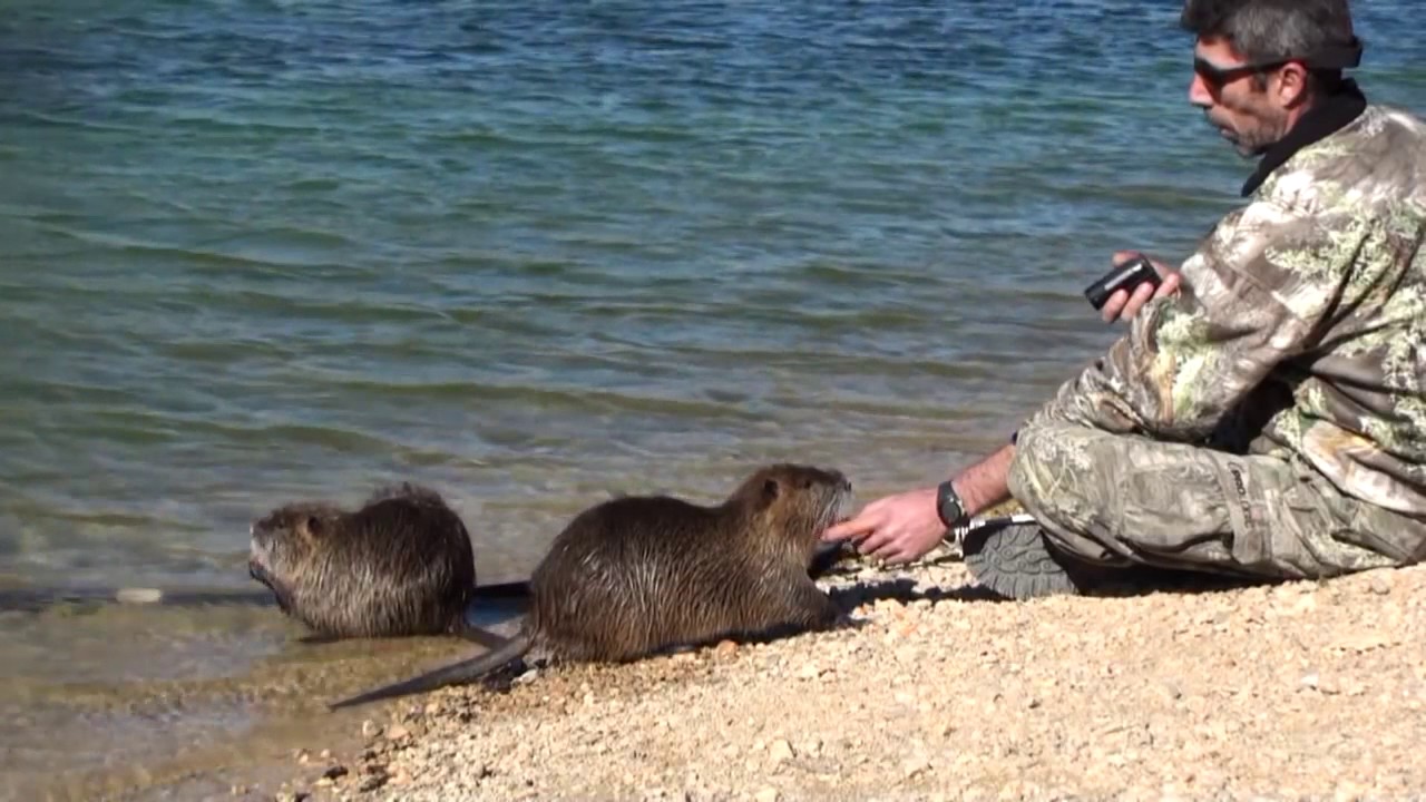 La Carpe Face à la caméra 2éme Partie - YouTube