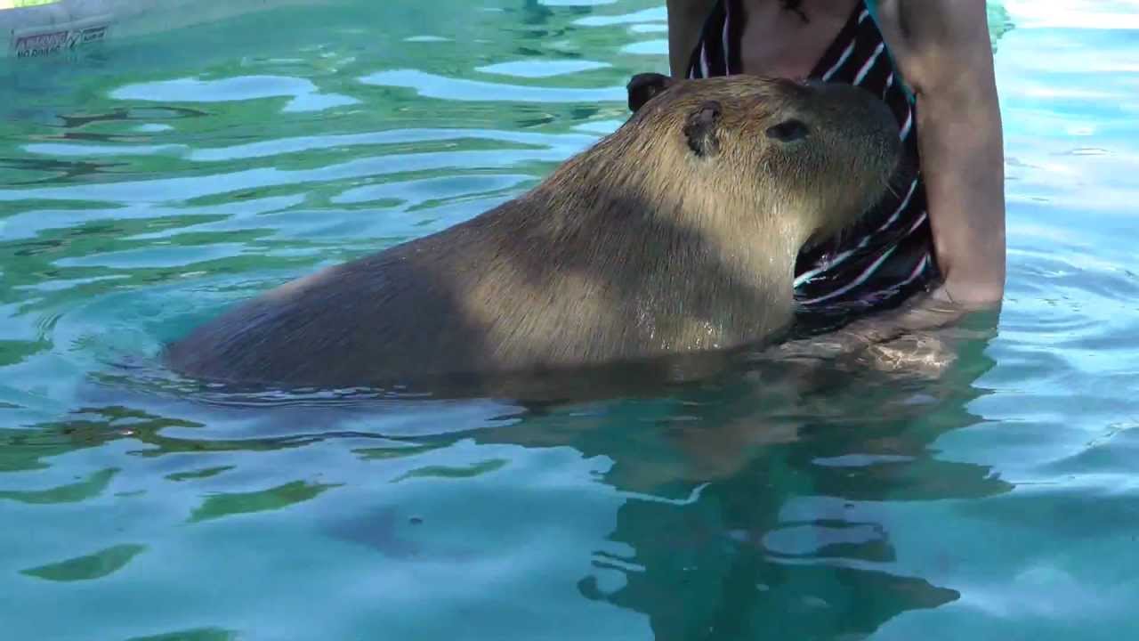 Swimming with the World's Most Famous Capybara カピバラと一緒に泳ぐ - YouTube