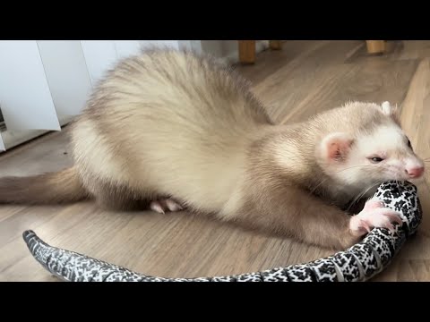 Ferret 🪱 !!! SNAKE ATTACK !!! 🪱 Cinnamon & Sassy - YouTube