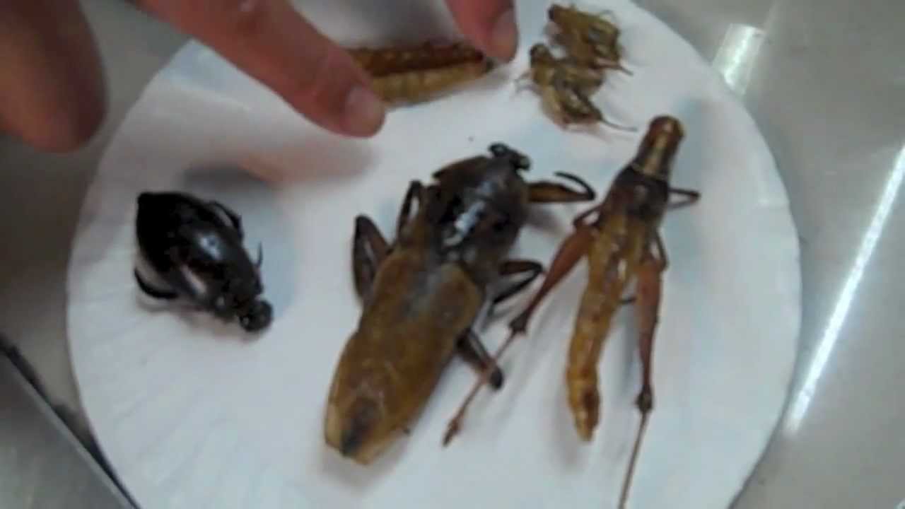 Eating Bugs in Thailand! - YouTube