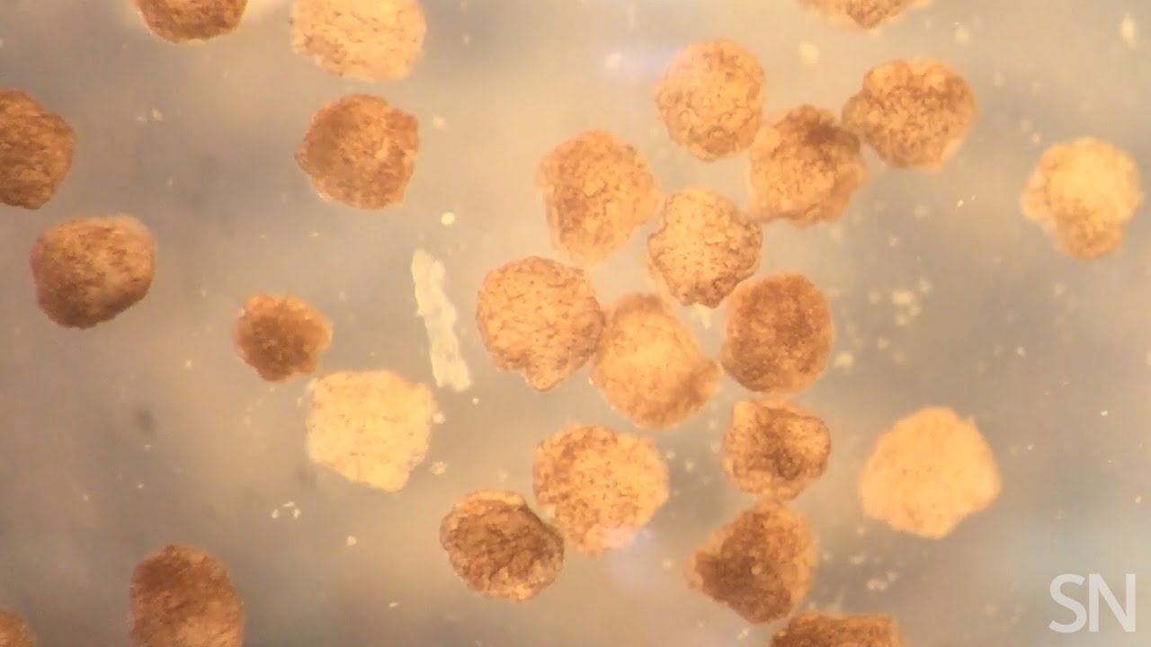 Frog cells transform into tiny living robots | Science News - YouTube
