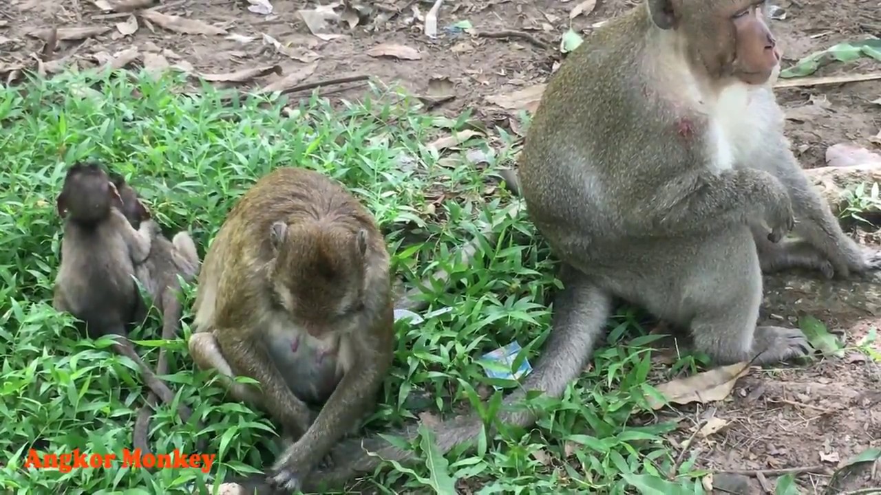 Baby monkey mating for fun - Monkey eating grass - Baby monkey fighting ...