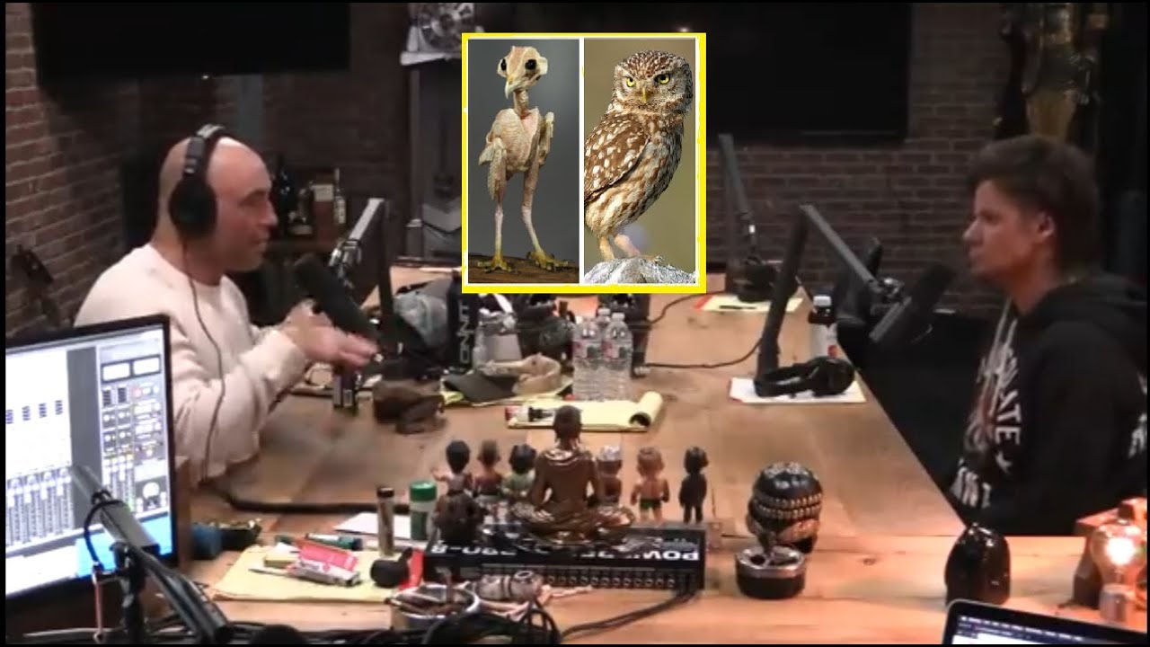 Joe Rogan Experience: Theo Von ate owl for Thanksgiving?! - YouTube