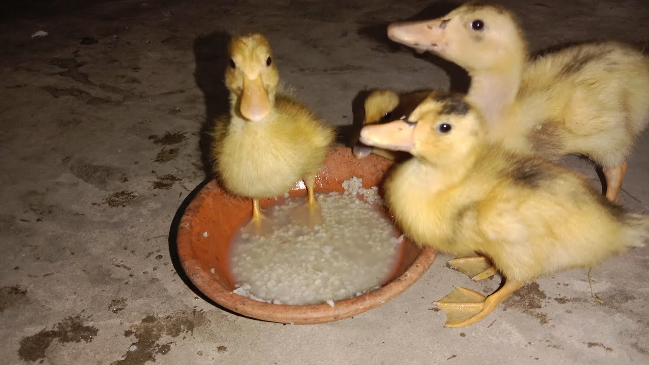 ducklings chicks eating food - YouTube