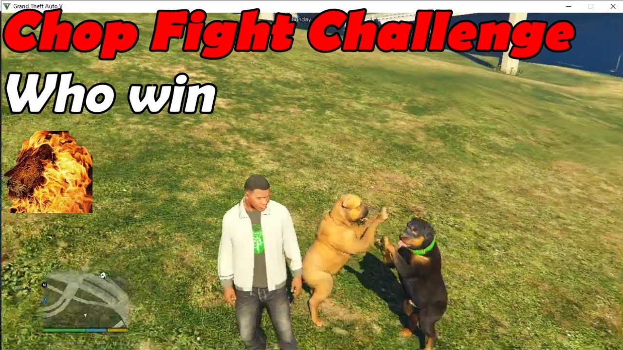 Chop Fight Challenge Who wins Gta5 Gameplay - YouTube