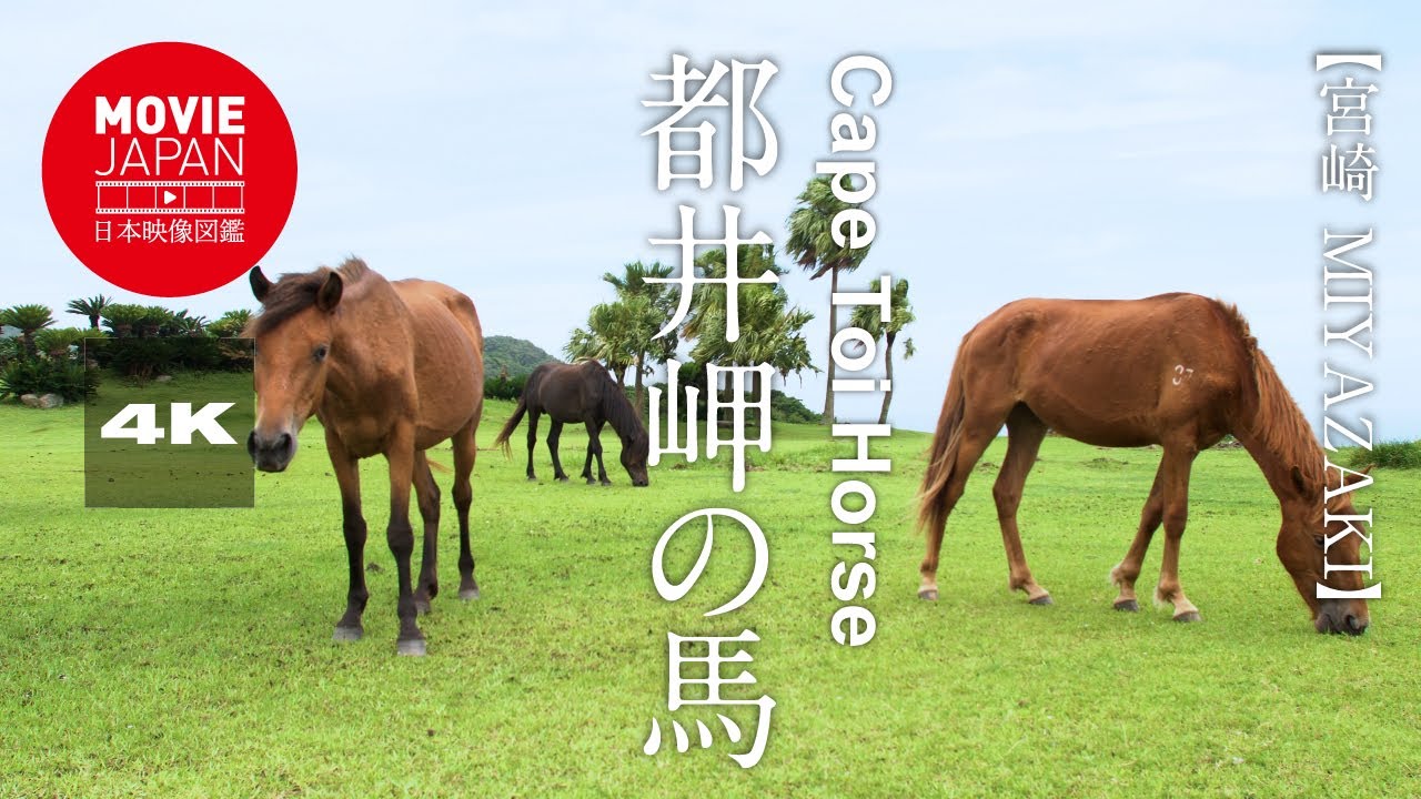 宮崎 都井岬の馬 4K Cape Toi Horse - YouTube