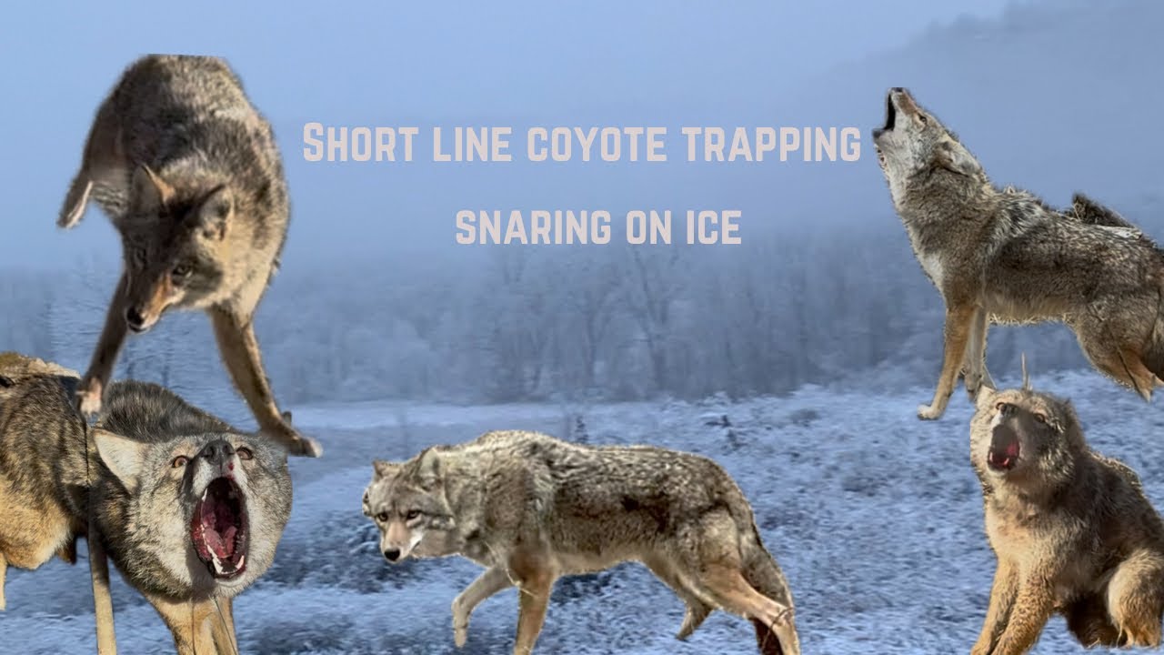 Coyote Trapping - Snaring on Ice - Short Line - YouTube