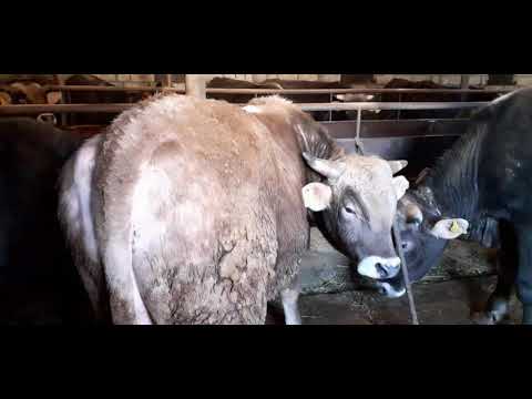 Elektron terezile iri kòk danalar satilir.Diri çeki qiymeti 4.30 m.Aģcabedi tel.050.683.65.65.