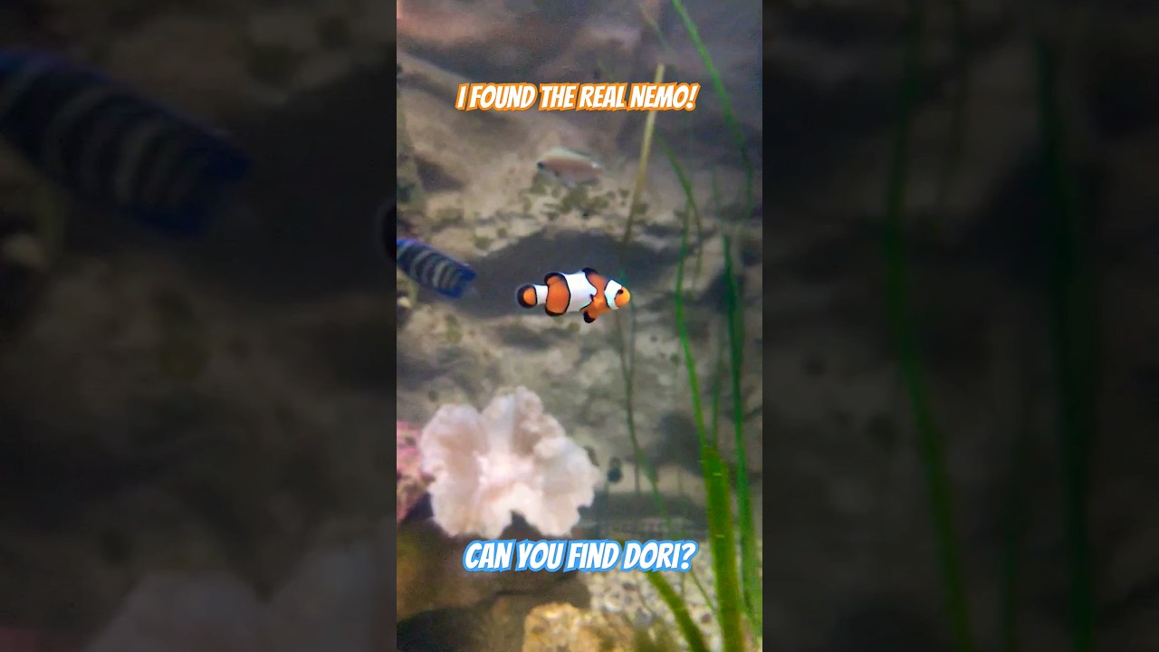 I Found The Real Nemo! Can You Find The Real Dori? 🐟 - YouTube