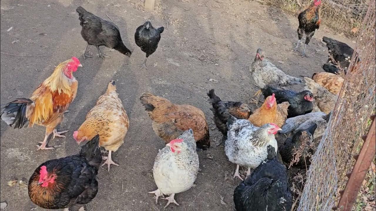 MUS SAIB KUV COV QAIB NAWB 11/14/2023 - YouTube