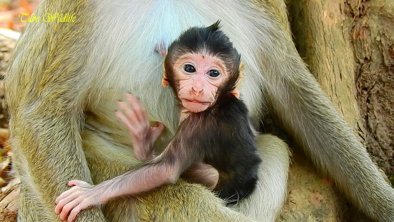 Newborn Cristino so frisky infant monkey baby ever | Cristin not so ...