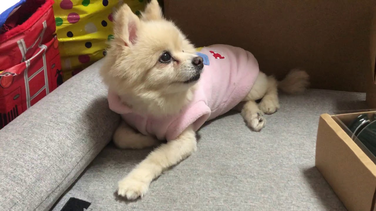 Yung feeling na antok na antok kana tapos may isang asungot na nang ...