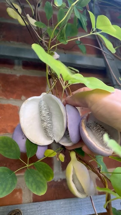 Let’s harvest this strange looking fruit. Akebia Quinata - YouTube
