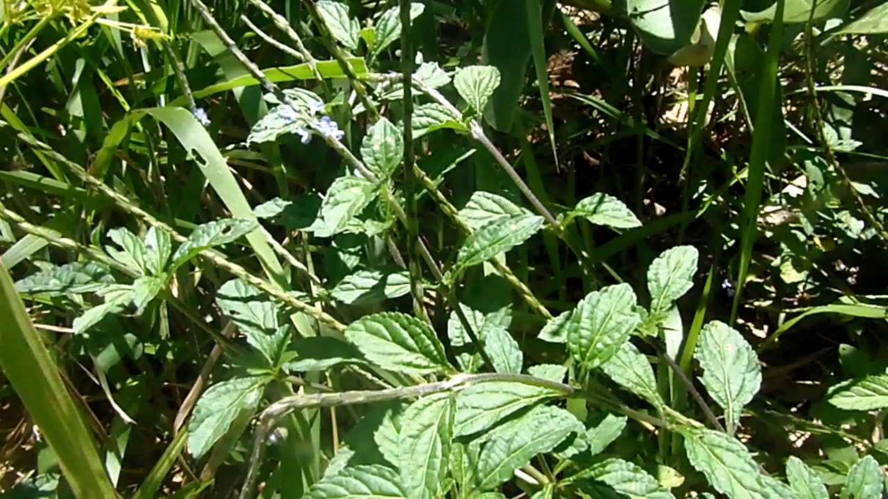 Gervão uma planta medinal para problema rins,bexigas e outros - YouTube