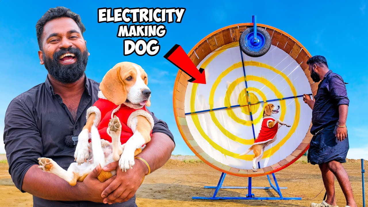 She can make electricity😲|dog wheel | പട്ടിയെ കറക്കി കറന്റ് ...