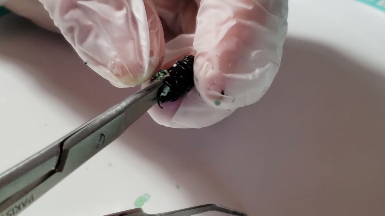 Chrysalis Dissection! Totally gross!!!! - YouTube