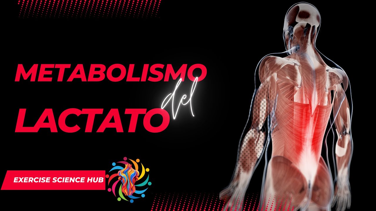El Metabolismo del Lactato - Fisiología del Ejercicio: lo que necesitas ...