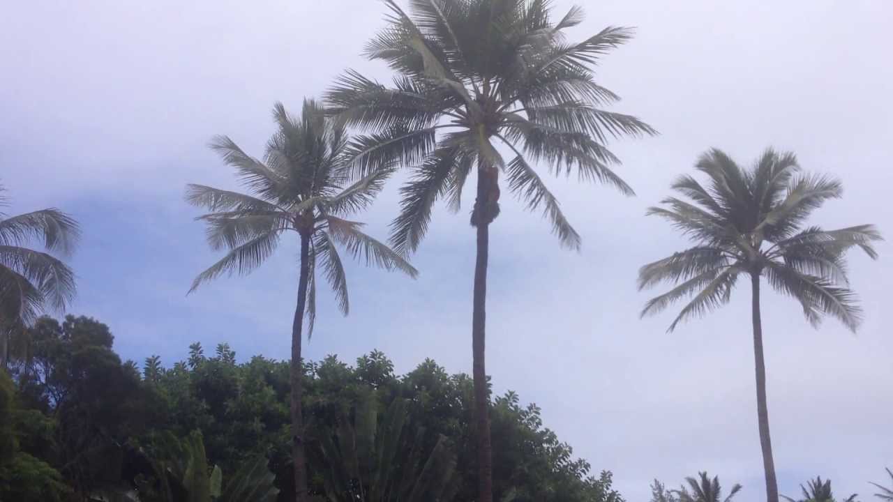 Polynesian Culture Center Tree Climbing - YouTube