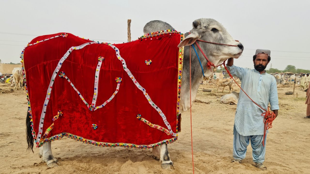 Worlds Biggest Bulls in Sibi Mela 2022 - YouTube